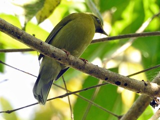 Gray-headed Bulbul - eBird