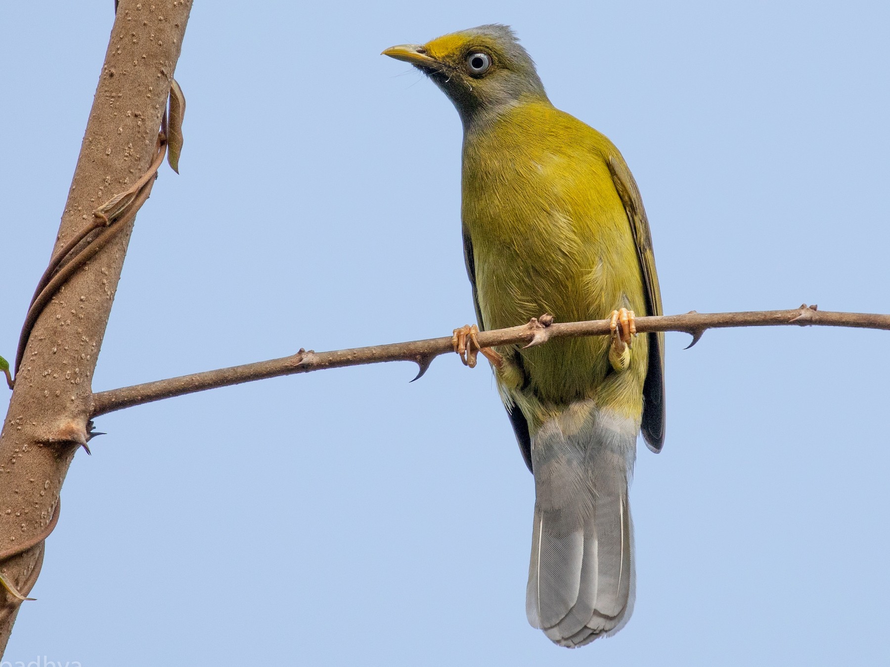 Grey-headed Bulbul - eBird