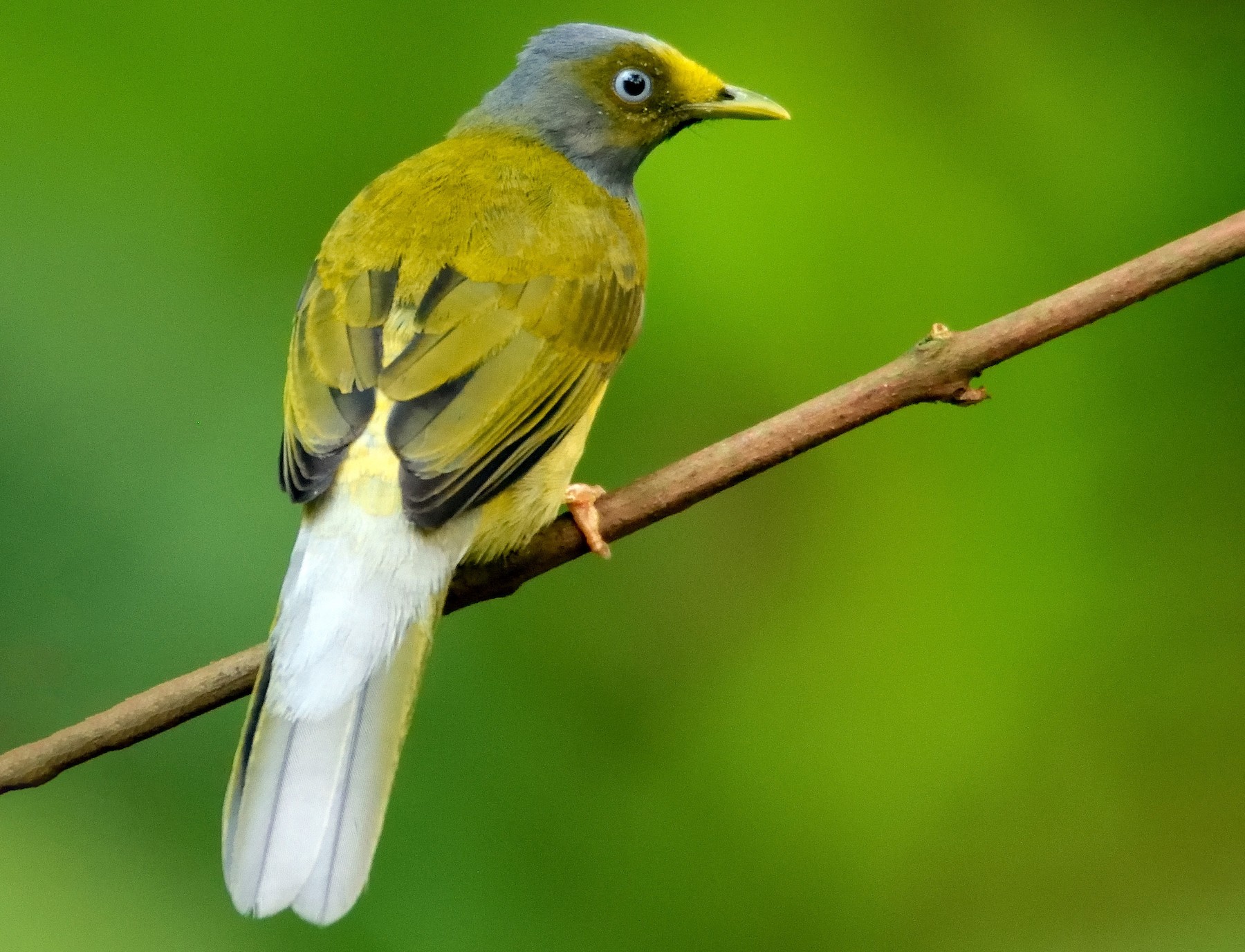Gray-headed Bulbul - eBird