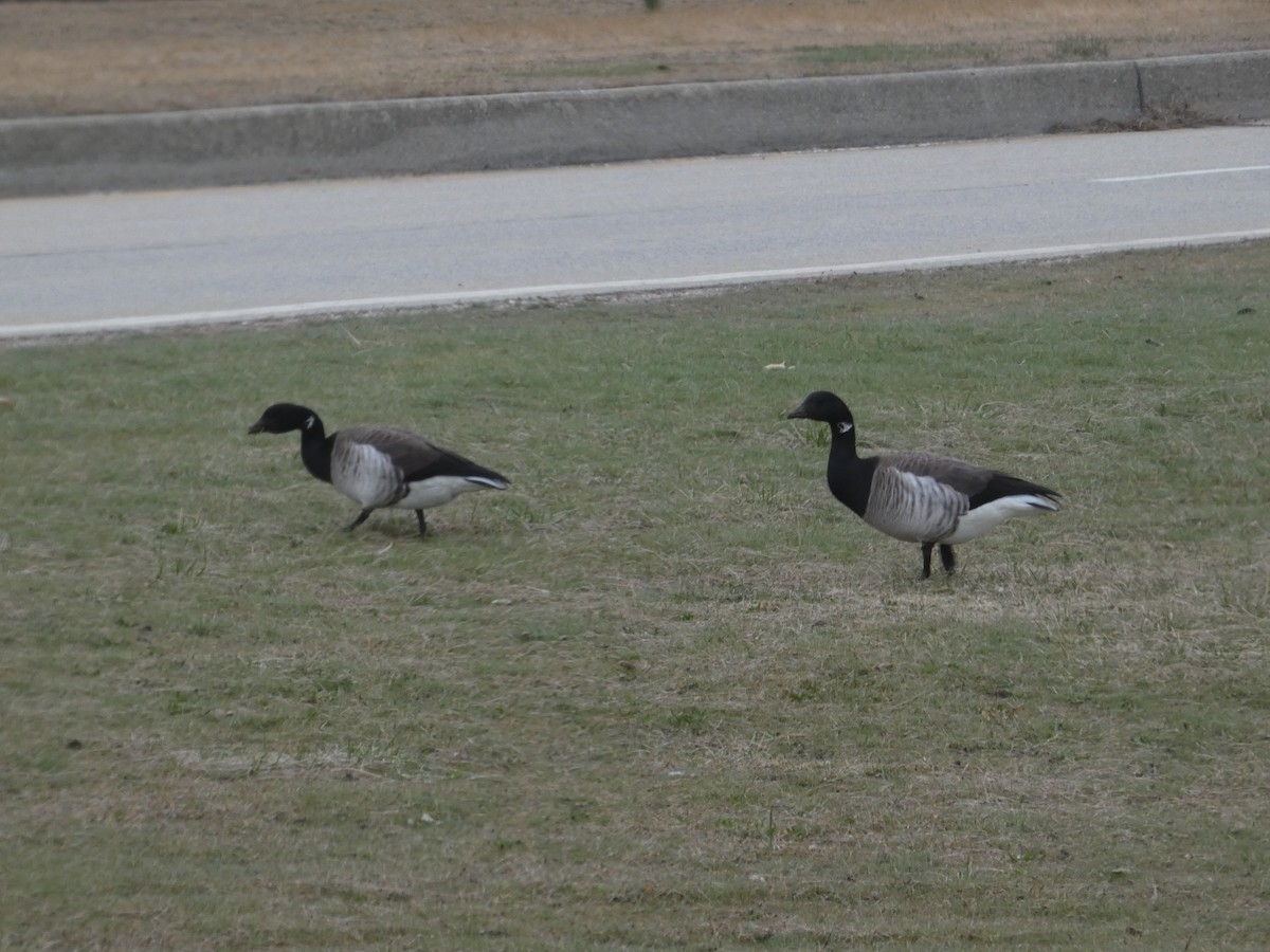eBird Checklist - 9 Apr 2019 - Jones Beach SP--West End - 39 species ...