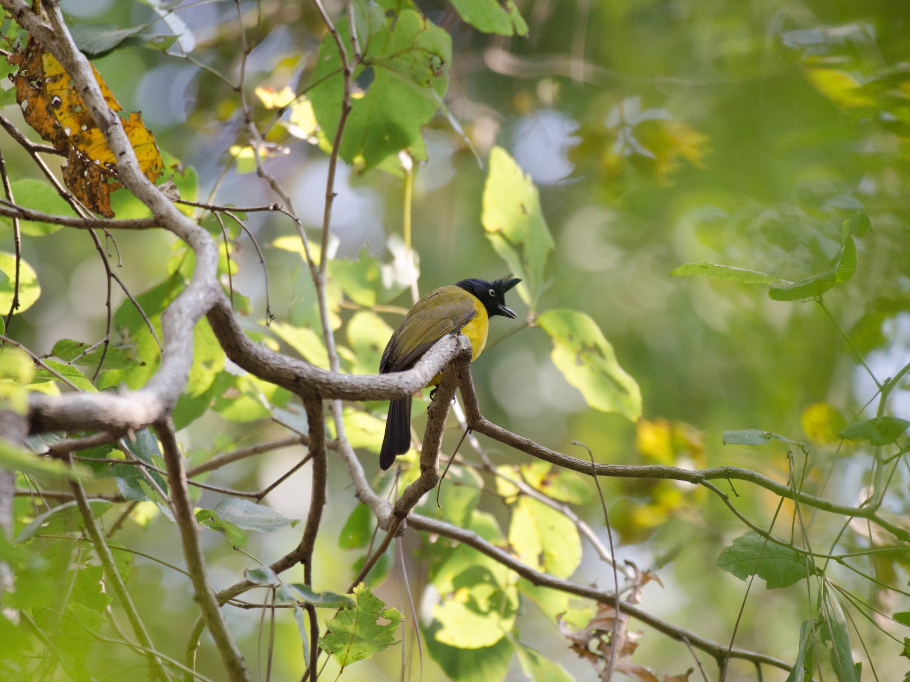 Black-crested Bulbul - eBird