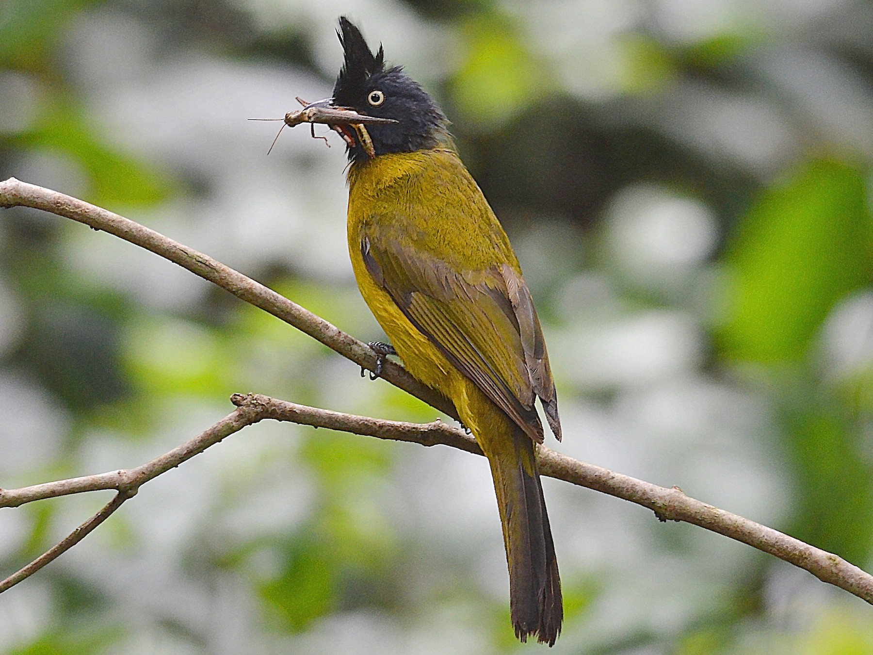 Black-crested Bulbul - eBird