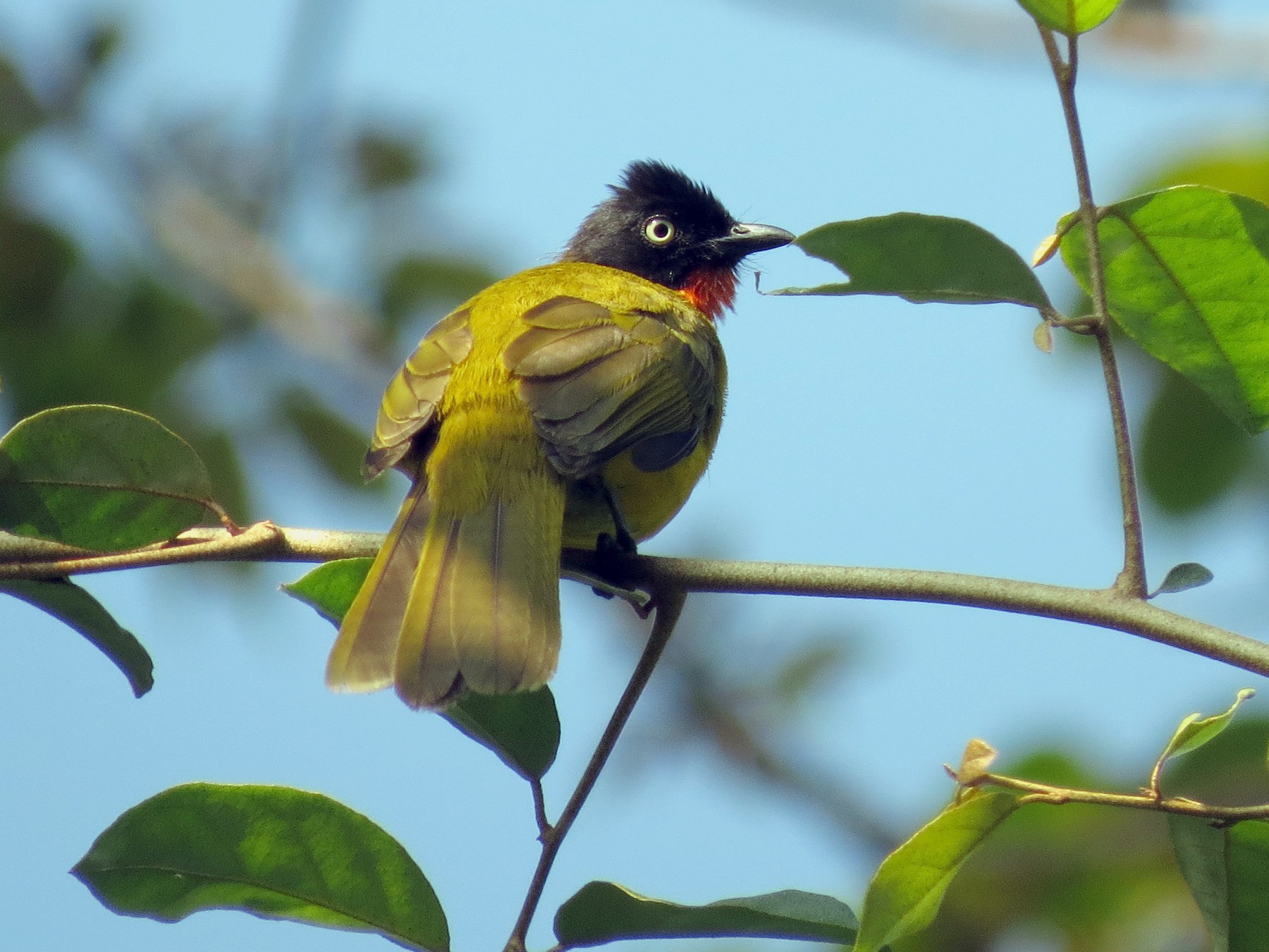 Flame-throated Bulbul - eBird