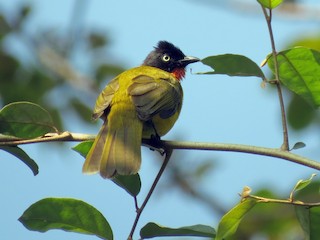 Flame-throated Bulbul (Ruby-throated Bulbul) - eBird
