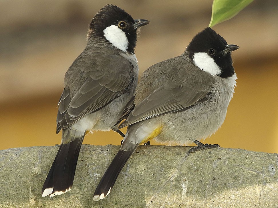 White-eared Bulbul - eBird
