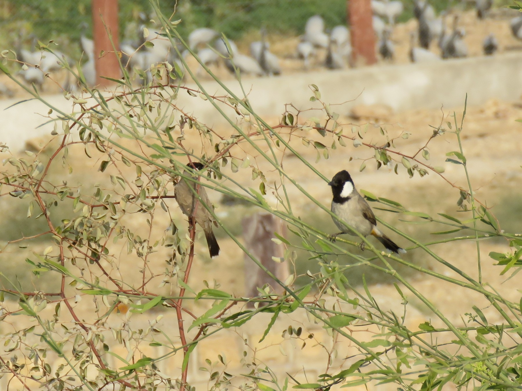 White-eared Bulbul - eBird