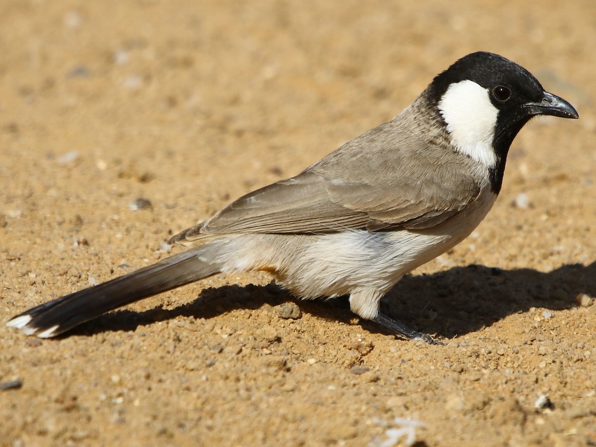 White-eared Bulbul - Pycnonotus leucotis - Birds of the World