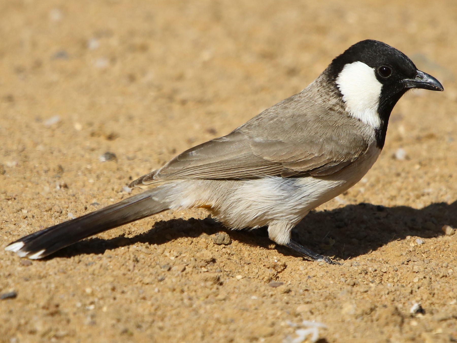 White-eared Bulbul - eBird