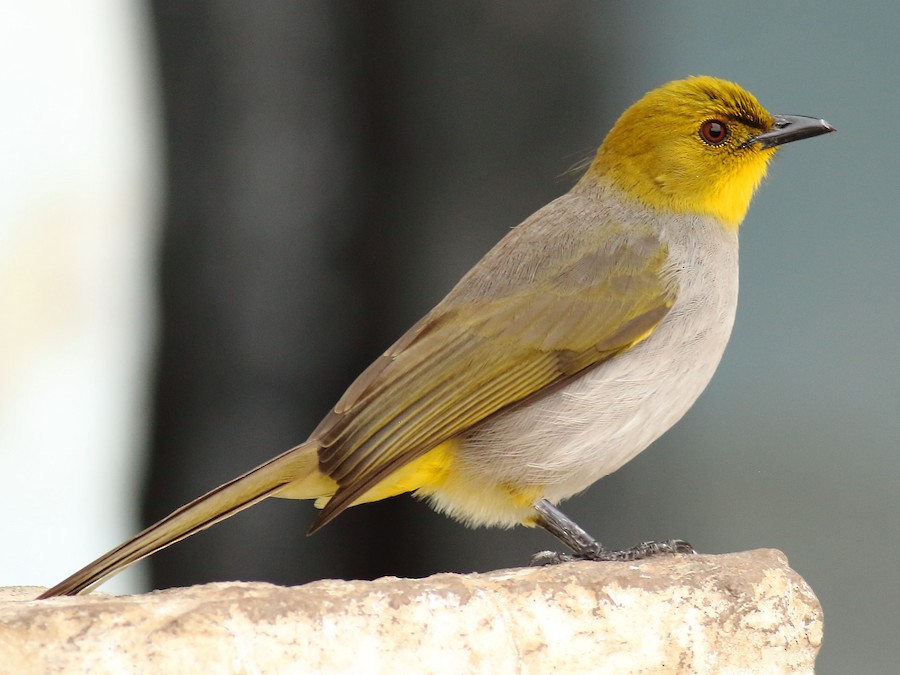Yellow-throated Bulbul - eBird