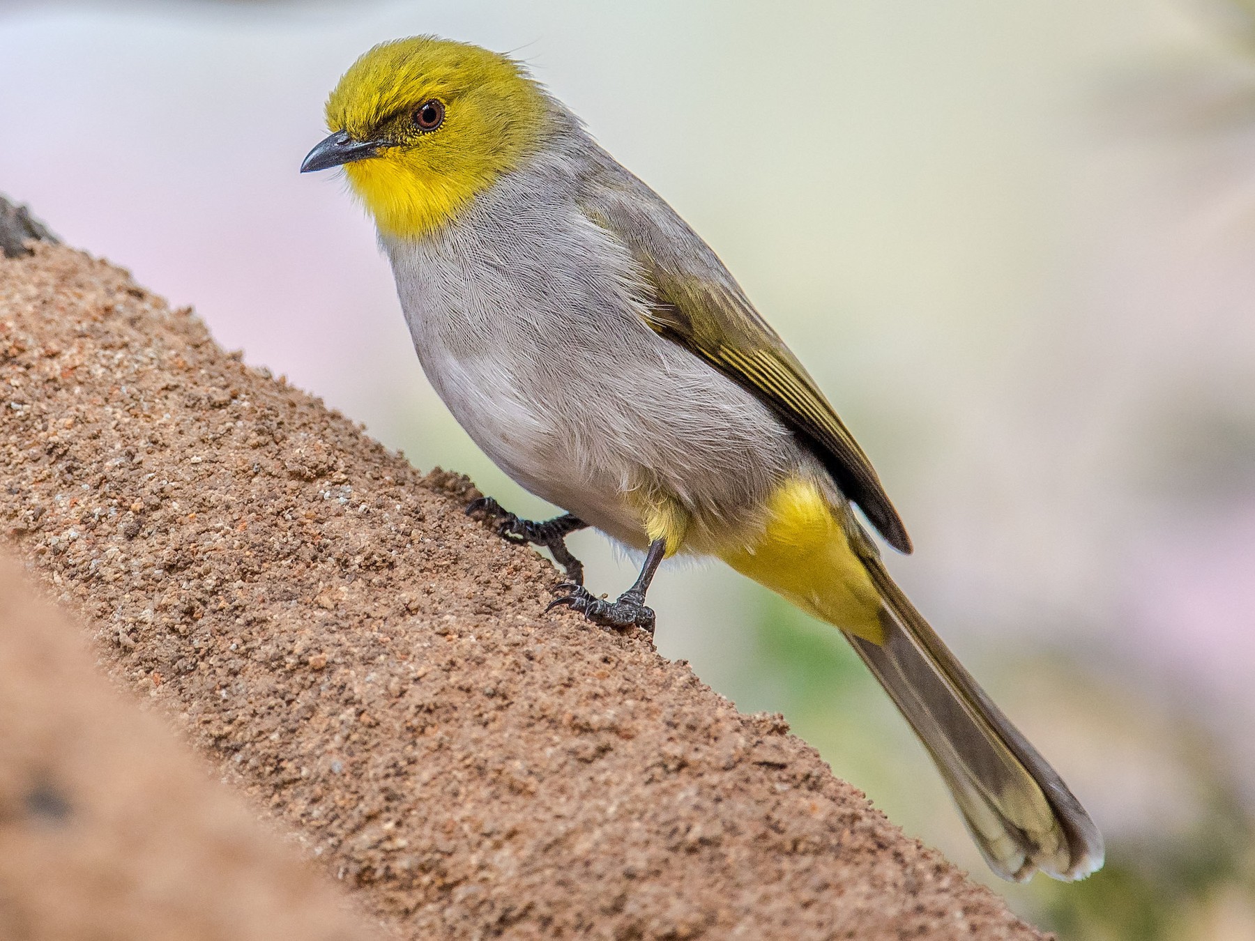 Yellow-throated Bulbul - eBird