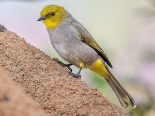 Yellow-throated Bulbul - eBird