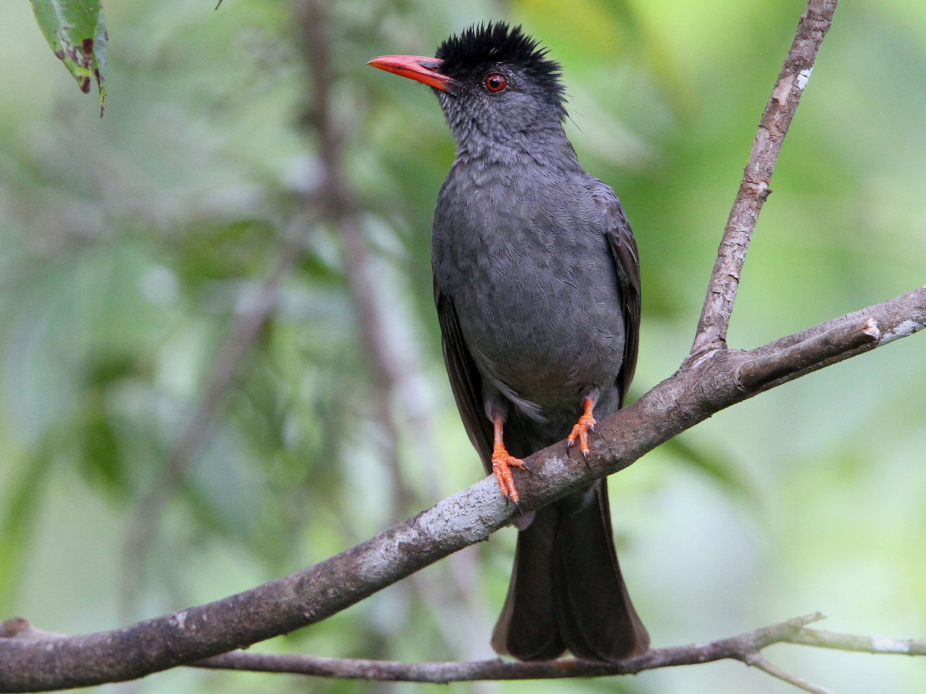 Square-tailed Bulbul - eBird