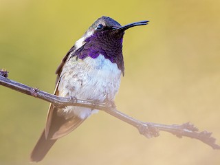 Beautiful Hummingbird - eBird