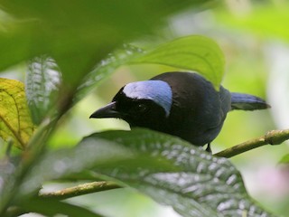 Azure-hooded Jay - eBird