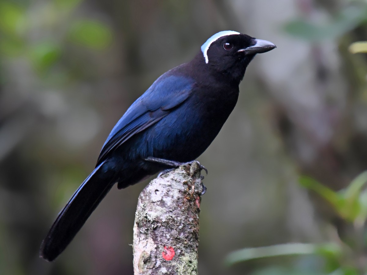 Azure-hooded Jay - Cyanolyca cucullata - Birds of the World