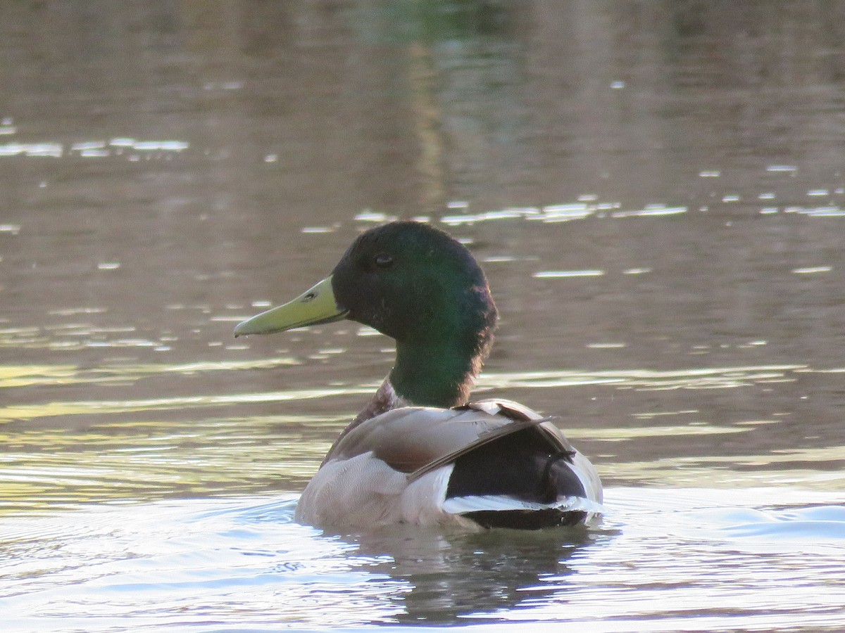 eBird Checklist - 9 Apr 2019 - Raven Pond - 23 species (+2 other taxa)