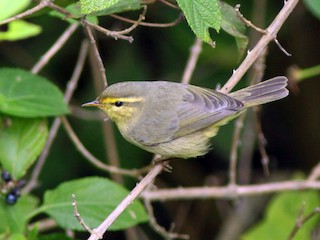 Tickell's Leaf Warbler - eBird
