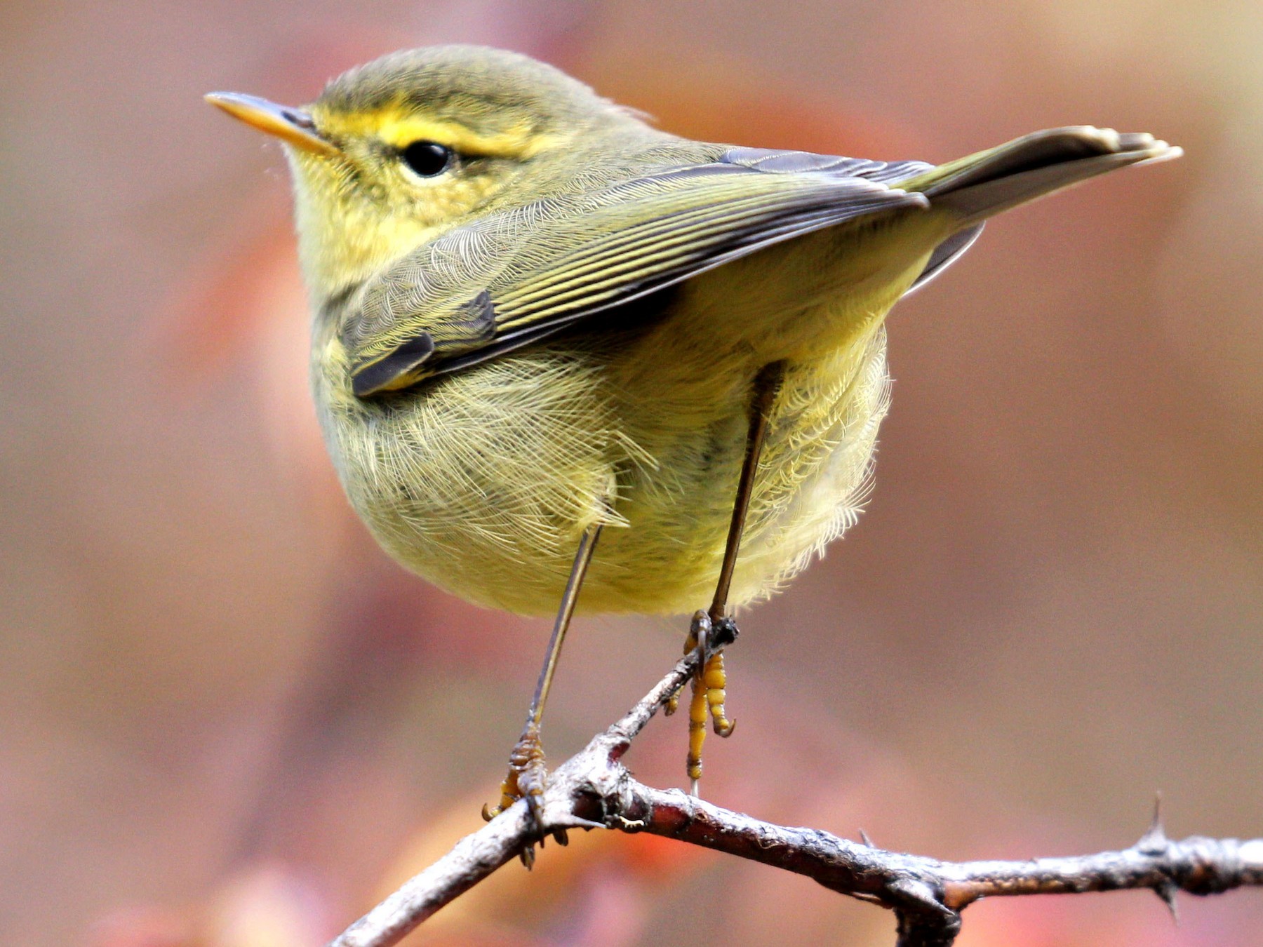 Tickell's Leaf Warbler - eBird