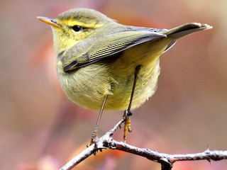 Tickell's Leaf Warbler - eBird