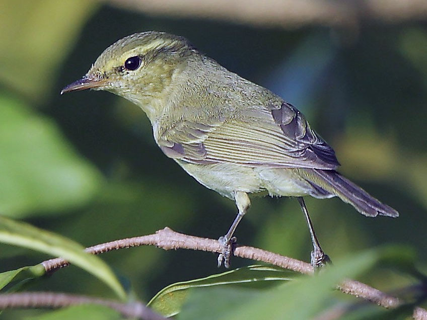 Green Warbler - eBird