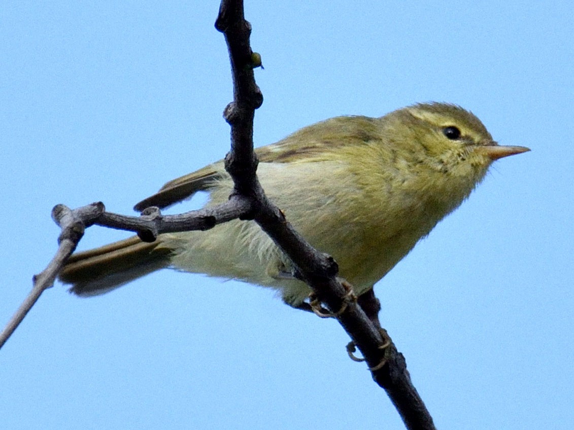 Green Warbler - eBird