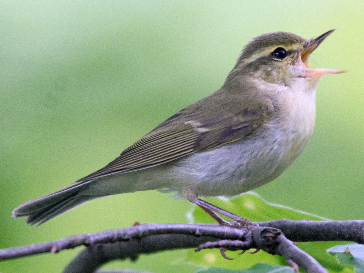 Green Warbler - Phylloscopus nitidus - Birds of the World