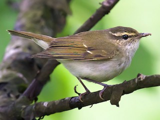 Large-billed Leaf Warbler - Phylloscopus magnirostris - Birds of the World