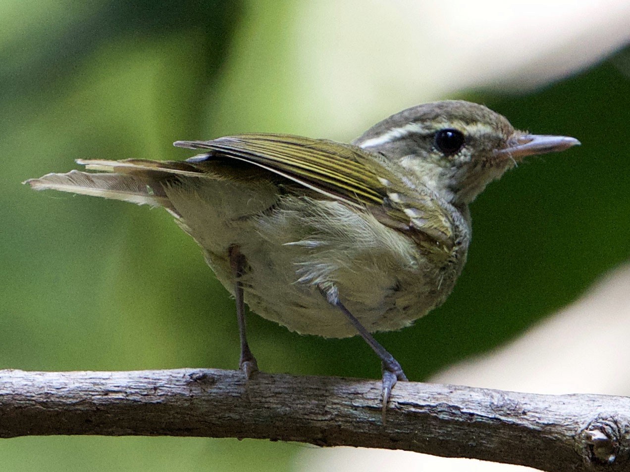 Large-billed Leaf Warbler - eBird