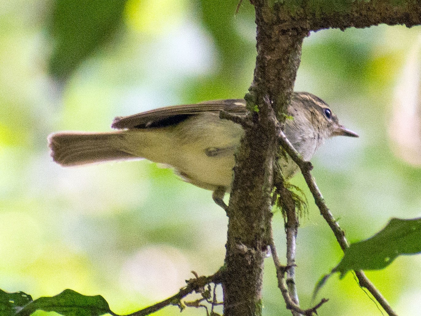 Large-billed Leaf Warbler - eBird