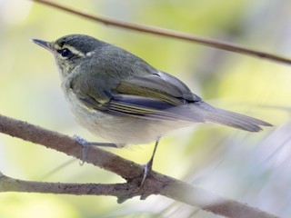 Large-billed Leaf Warbler - eBird