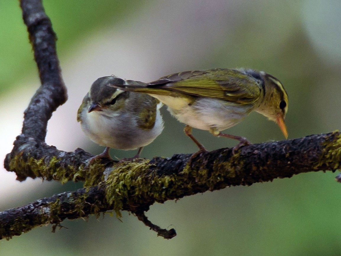 Western Crowned Warbler - eBird