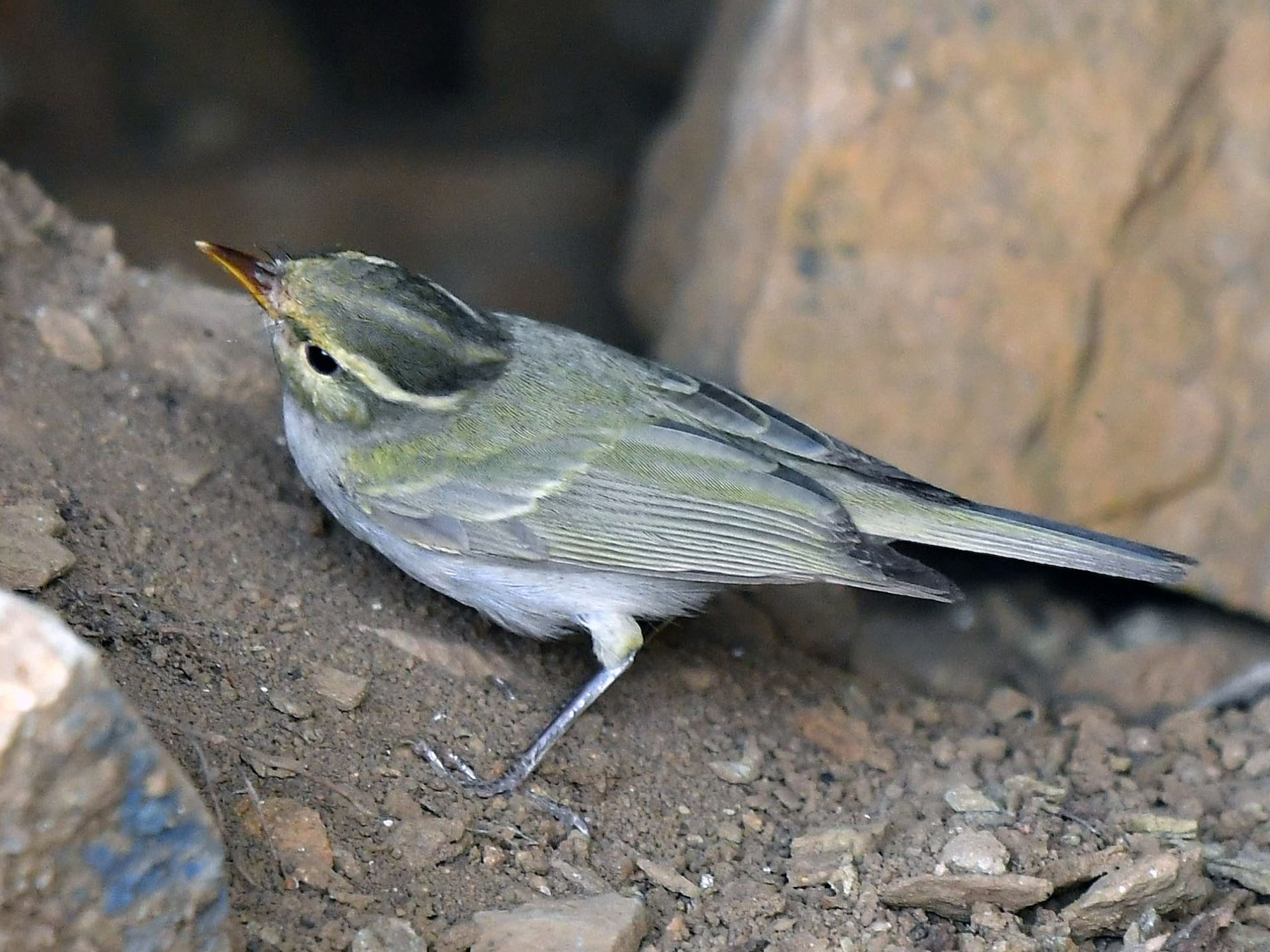 Western Crowned Warbler - eBird