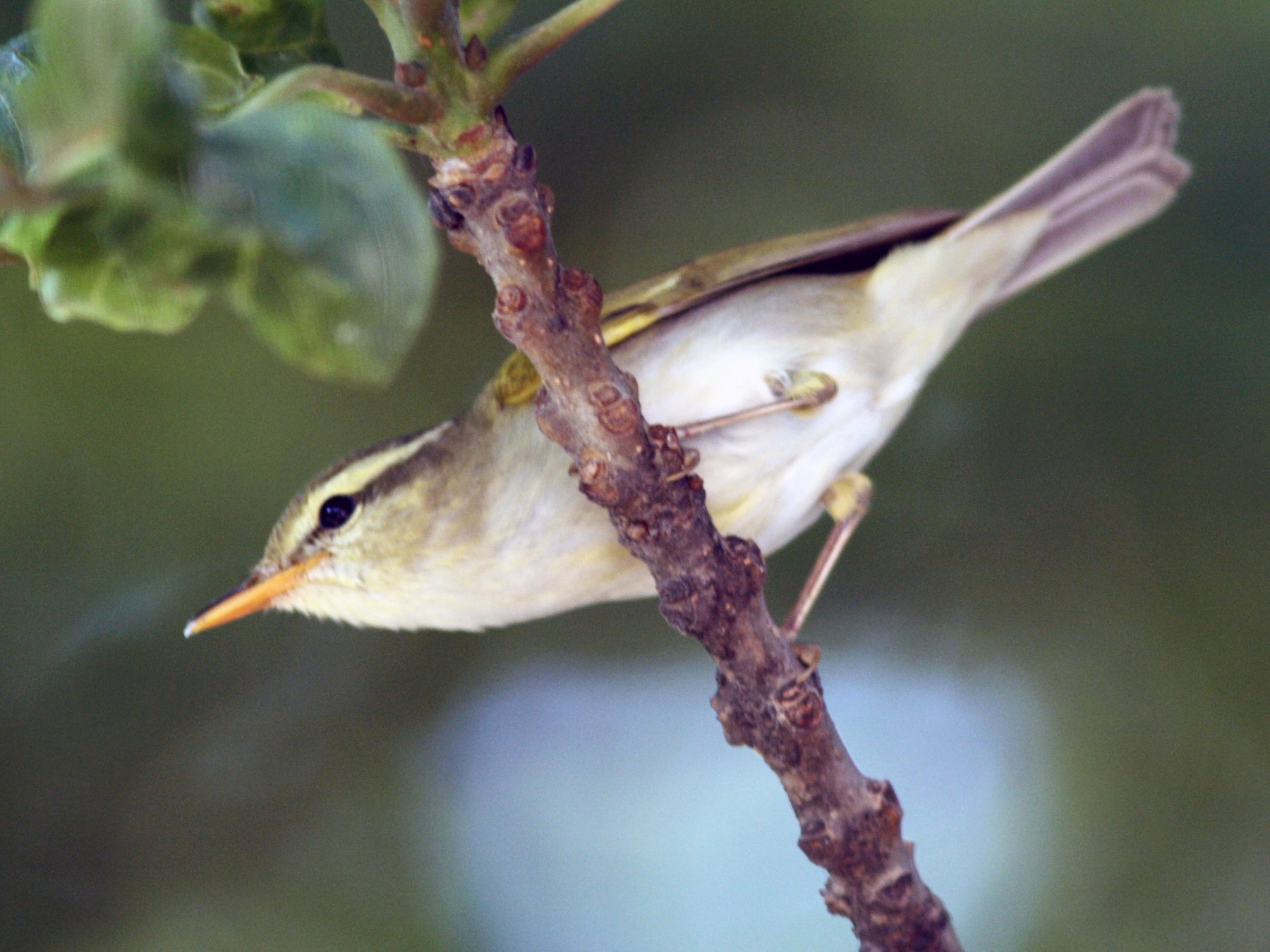 Western Crowned Warbler - eBird