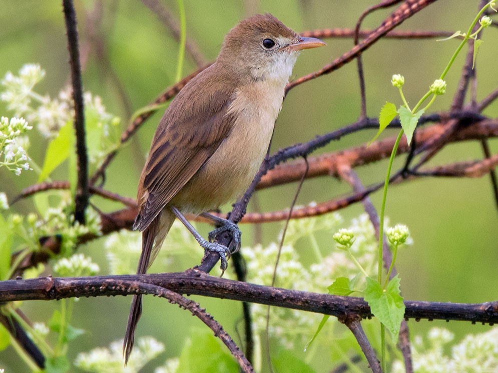 Thick-billed Warbler - eBird
