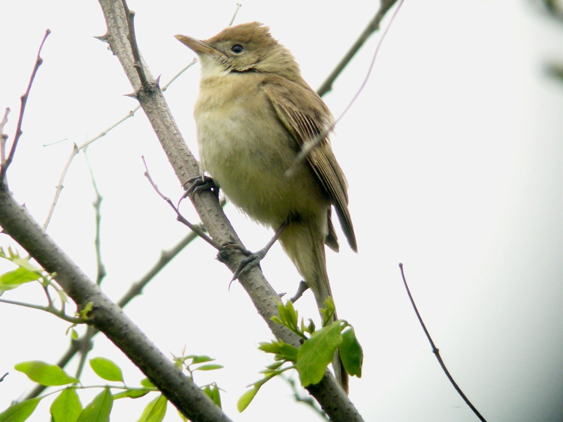 Thick-billed Warbler - eBird