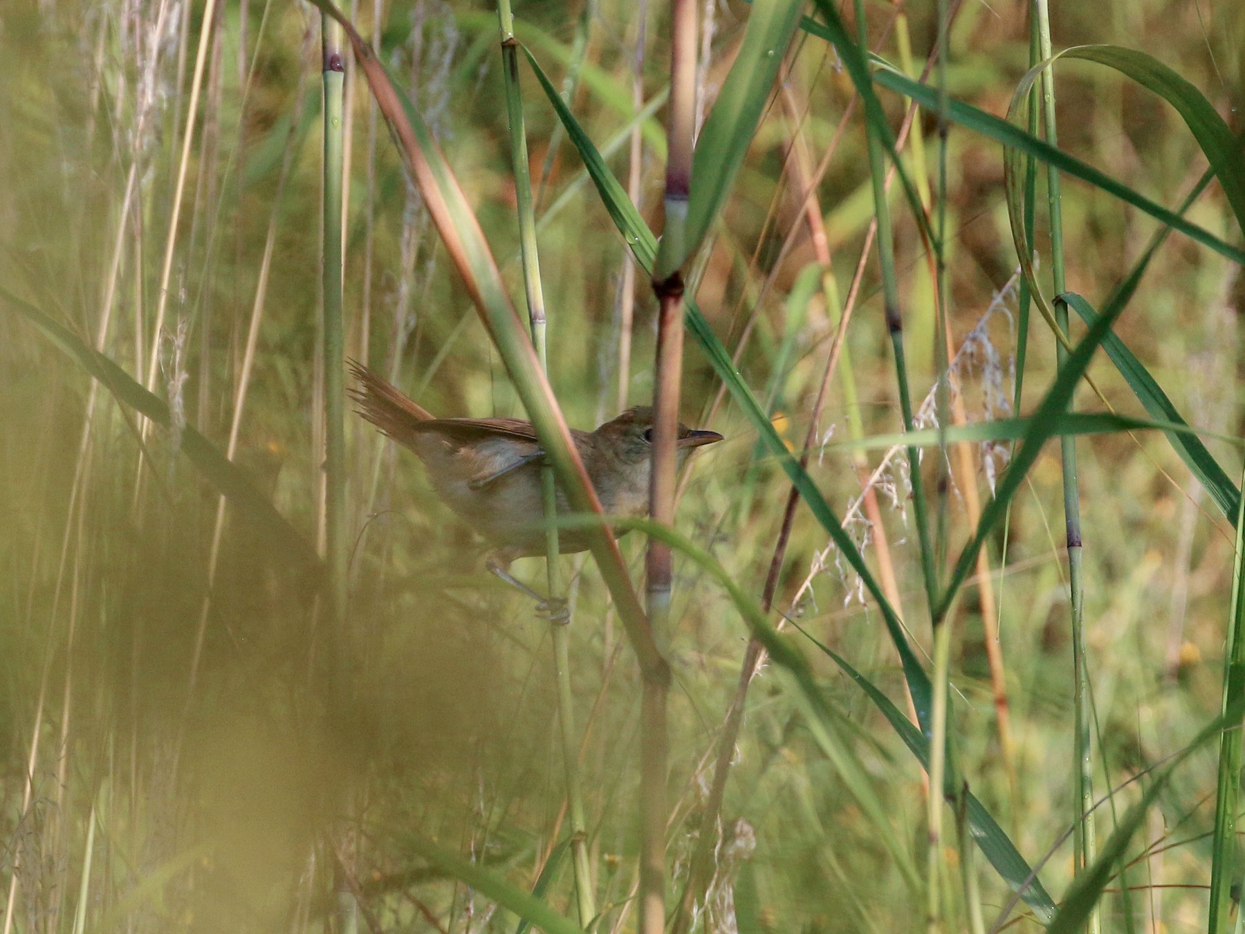 Thick-billed Warbler - eBird