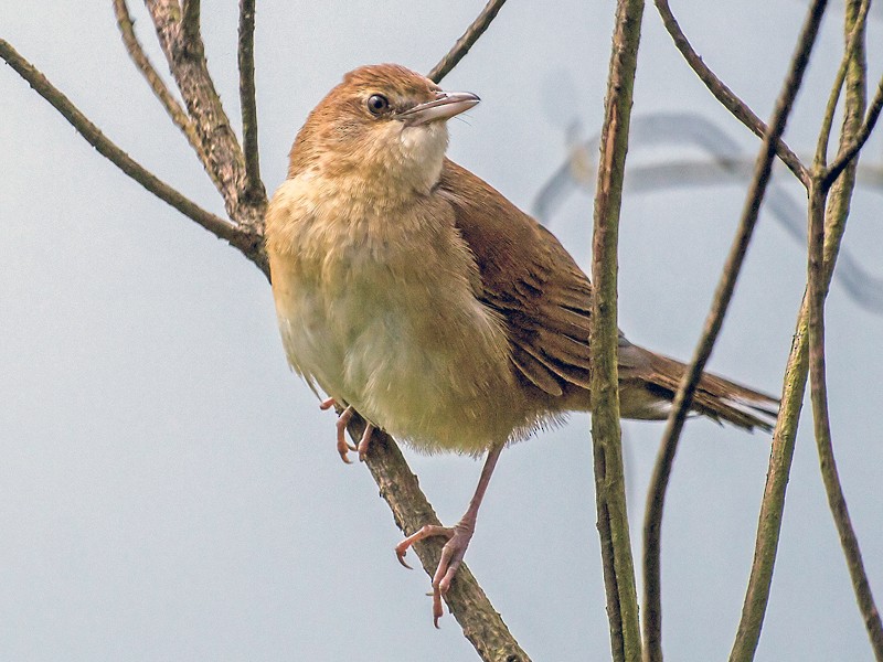 Broad-tailed Grassbird - eBird