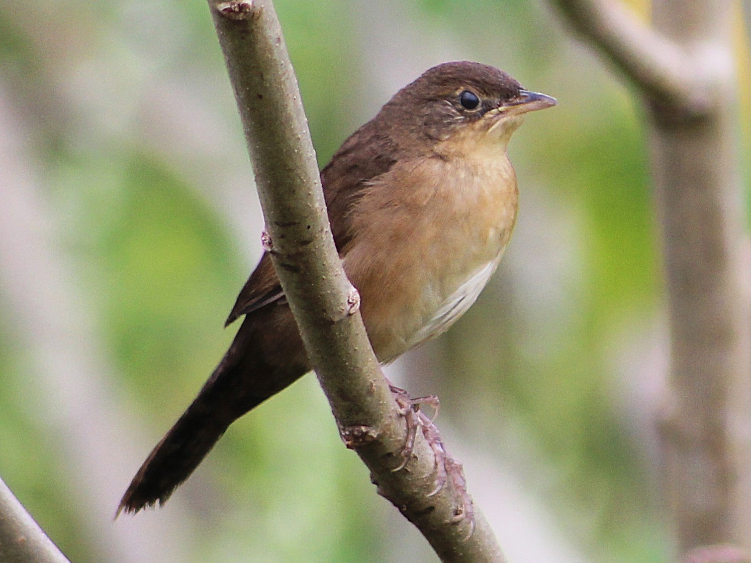 Broad-tailed Grassbird - eBird