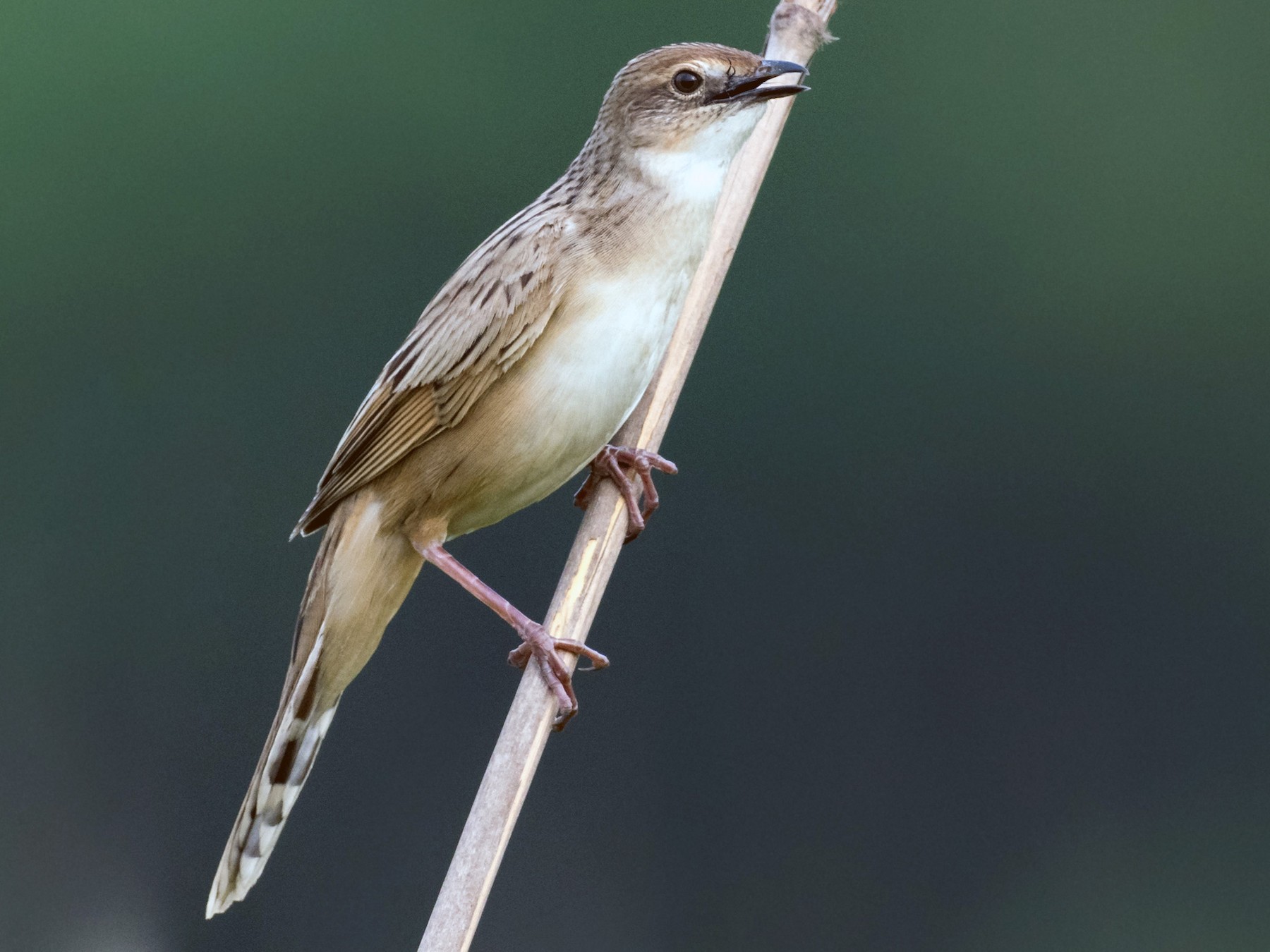 Bristled Grassbird - eBird