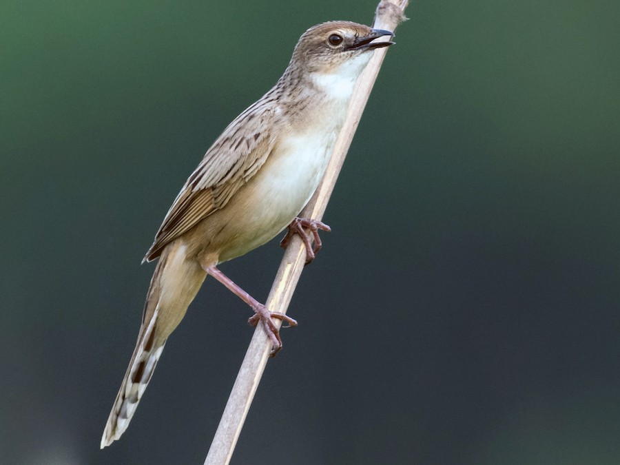 Bristled Grassbird - eBird