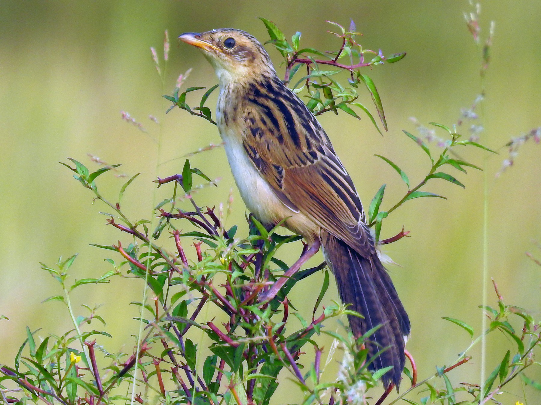 Bristled Grassbird - eBird