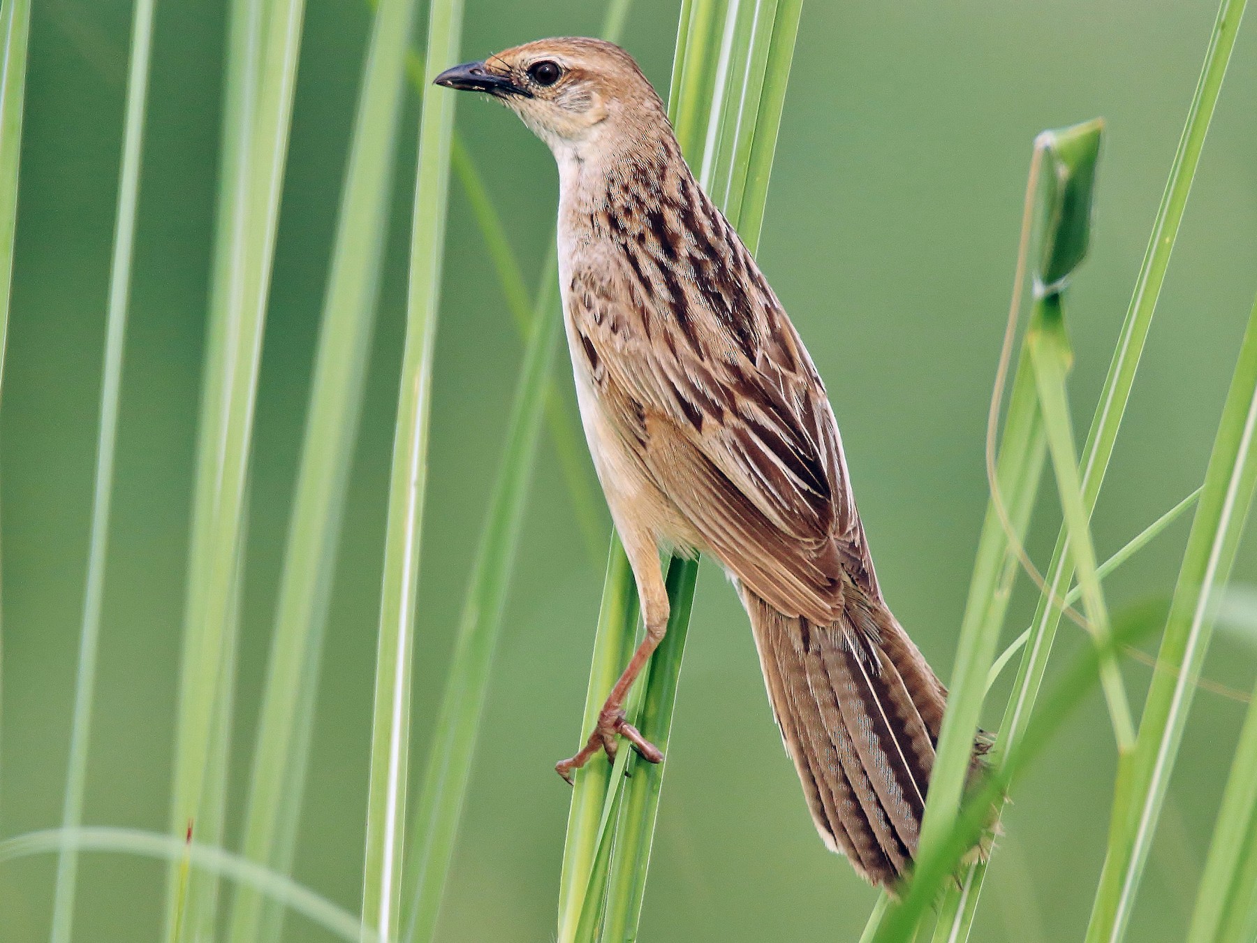 Bristled Grassbird - eBird