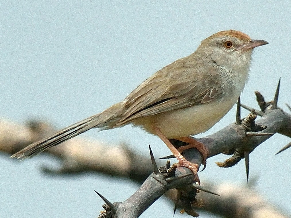 Rufous-fronted Prinia - eBird