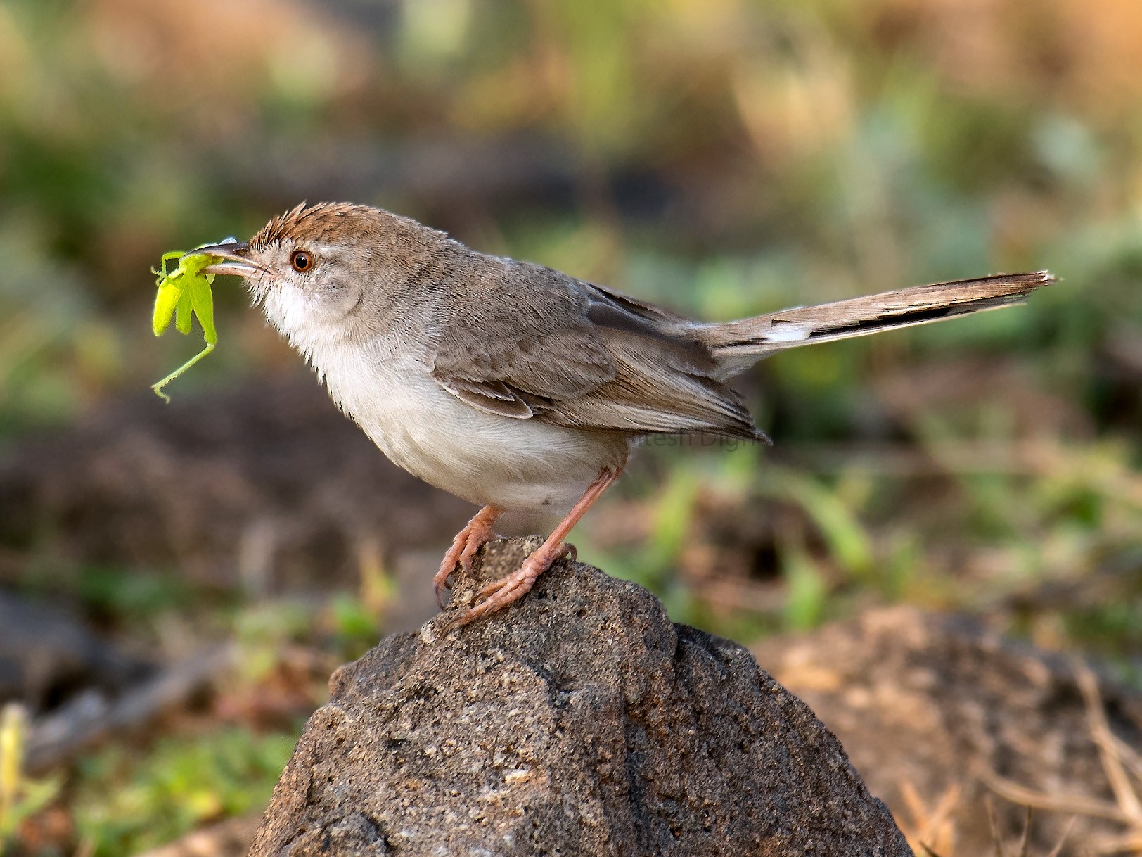 Rufous-fronted Prinia - eBird