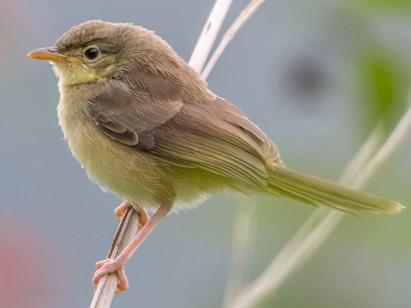 Jungle Prinia - eBird