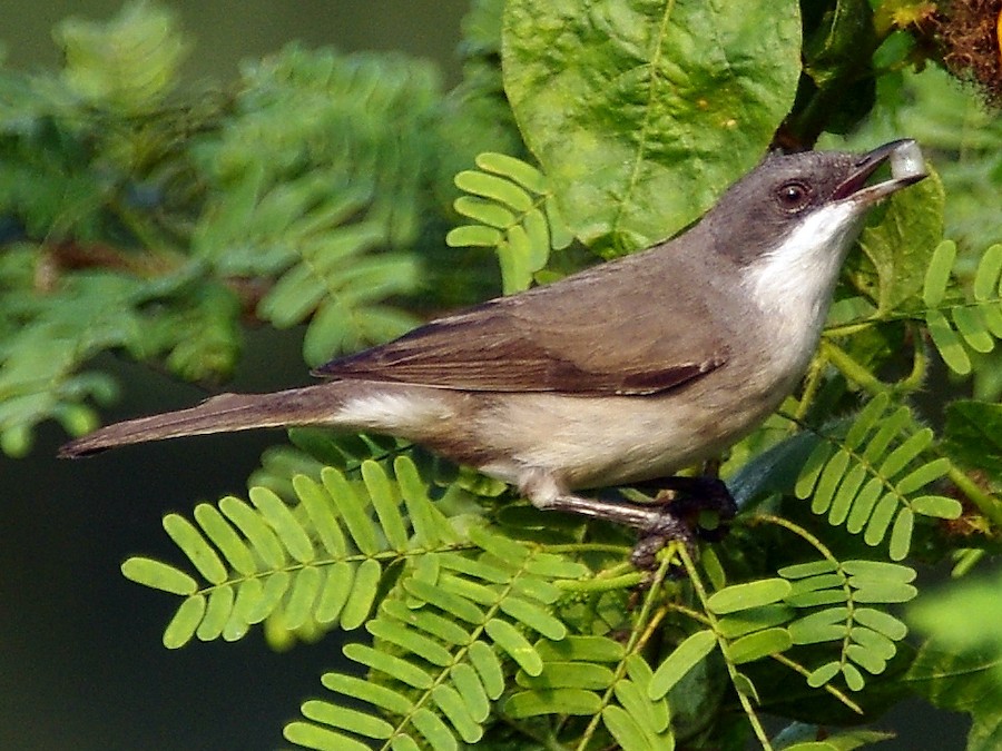 Curruca zarcerilla (althaea) - eBird