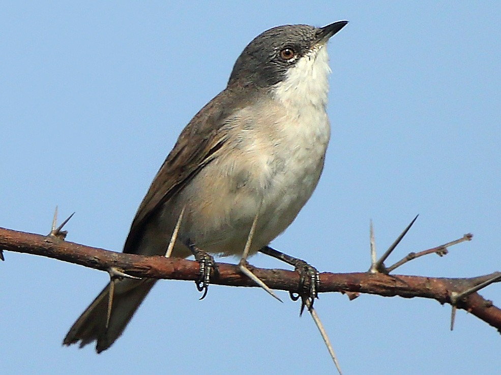 Curruca zarcerilla (althaea) - eBird