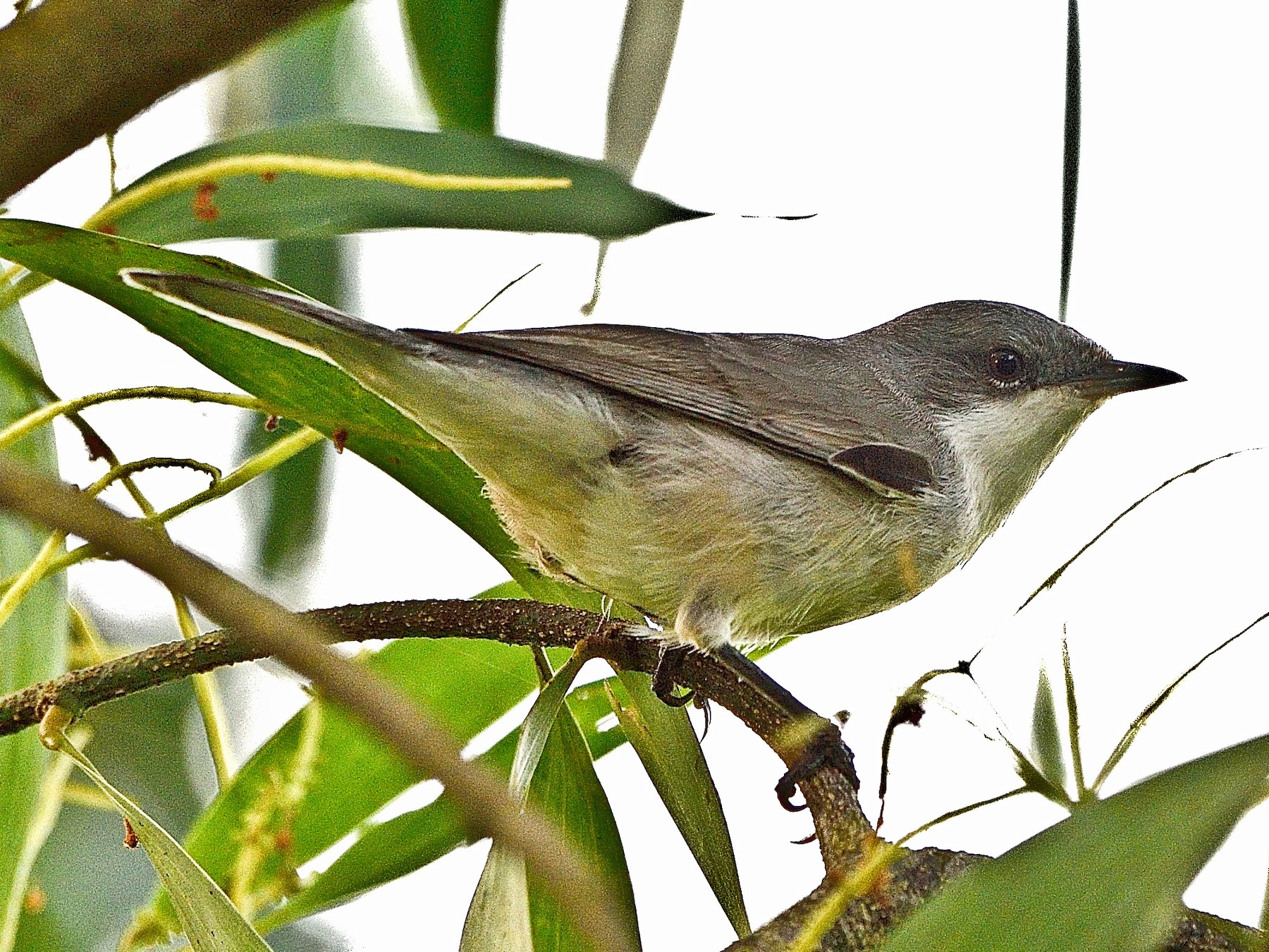Curruca zarcerilla (althaea) - eBird