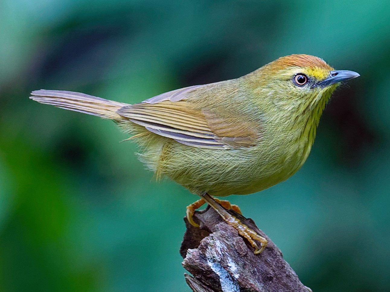 Pin-striped Tit-Babbler - eBird