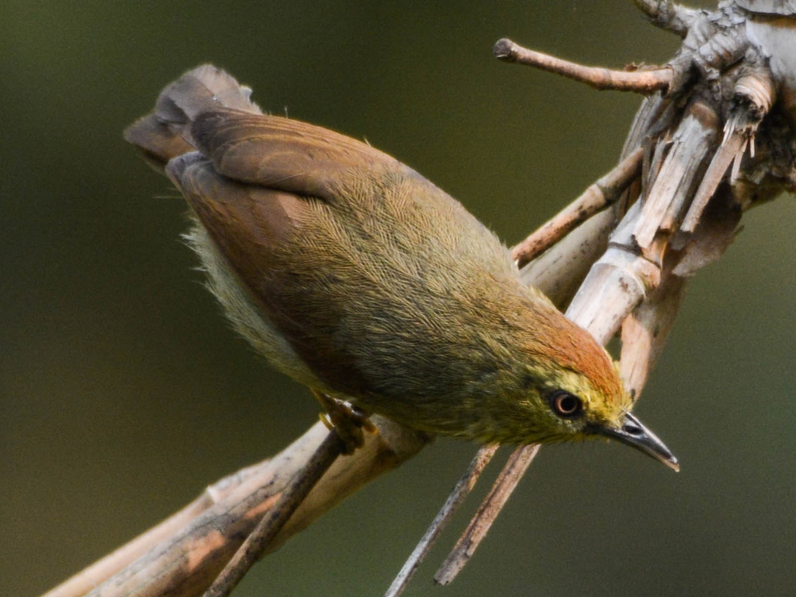 Pin-striped Tit-Babbler - eBird